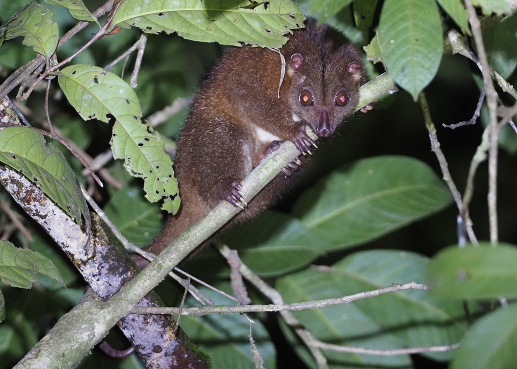 Southern Common Cuscus from Kiunga, Papua New Guinea on September 11 ...