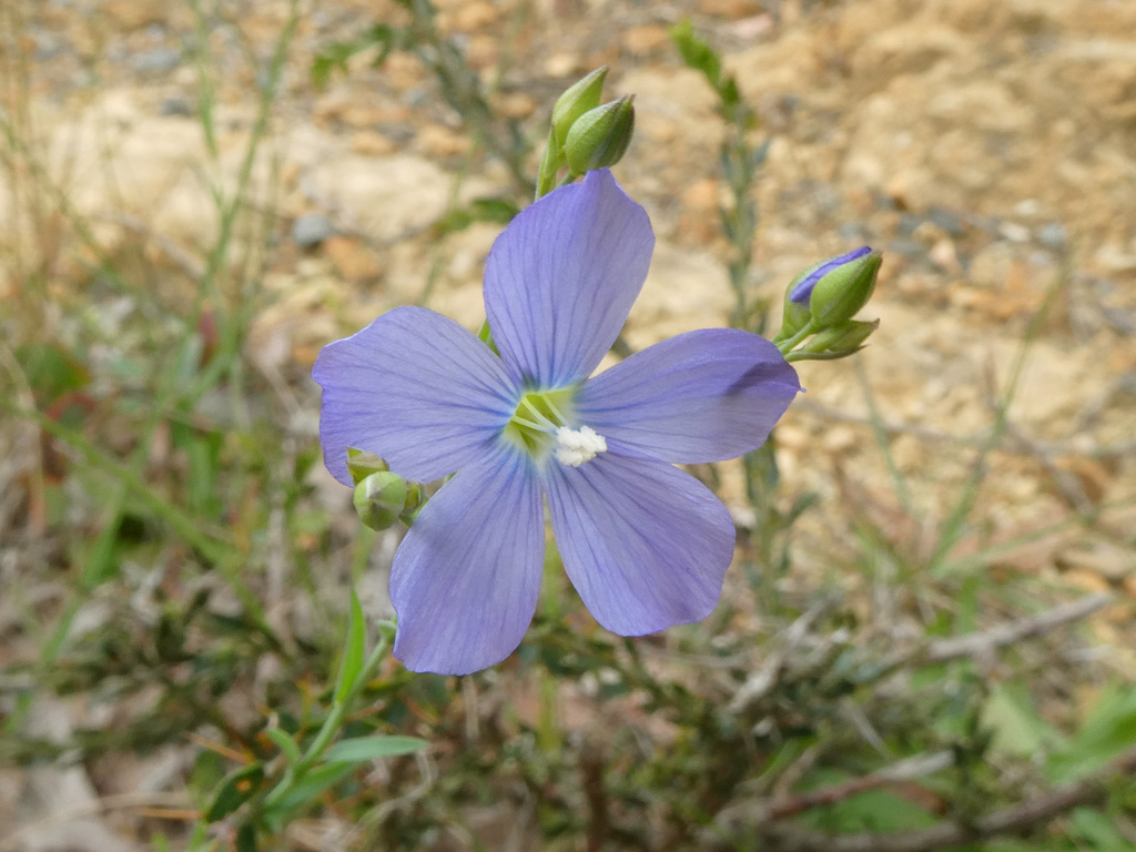 Australian Flax from Melbourne VIC, Australia on September 18, 2023 at ...