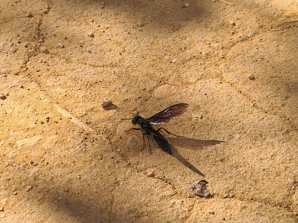 Synoeca cyanea from Ervália - MG, 36555-000, Brasil on September 19 ...