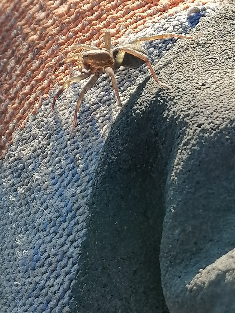 Burnt Wolf Spider from Невьянский р-н, Свердловская обл., Россия on ...