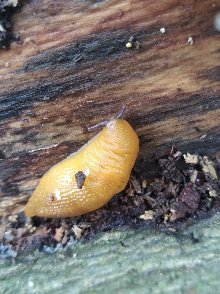 Lemon Slug from Paliseul, Belgique on September 20, 2023 at 10:11 AM by ...