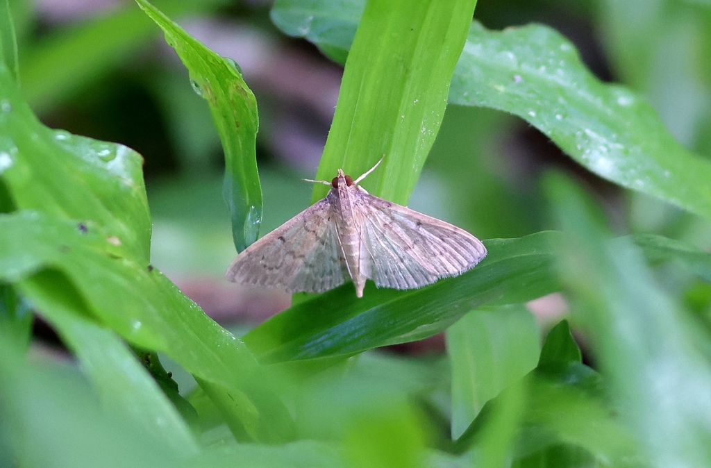 Grass Webworm Moth from 香港大埔滘 on September 20, 2023 at 09:27 AM by ...