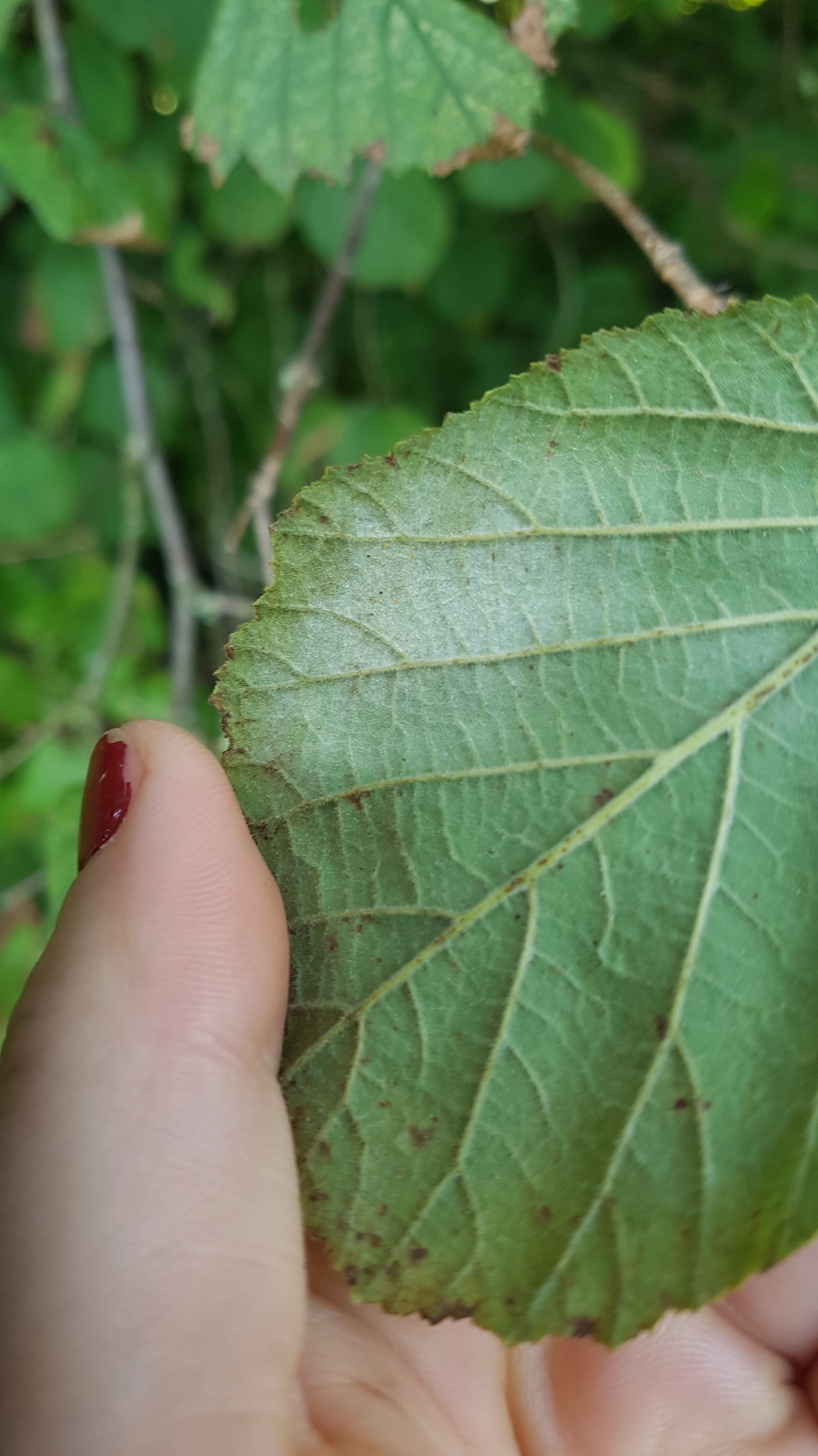 Phyllactinia guttata - : Phyllactinia