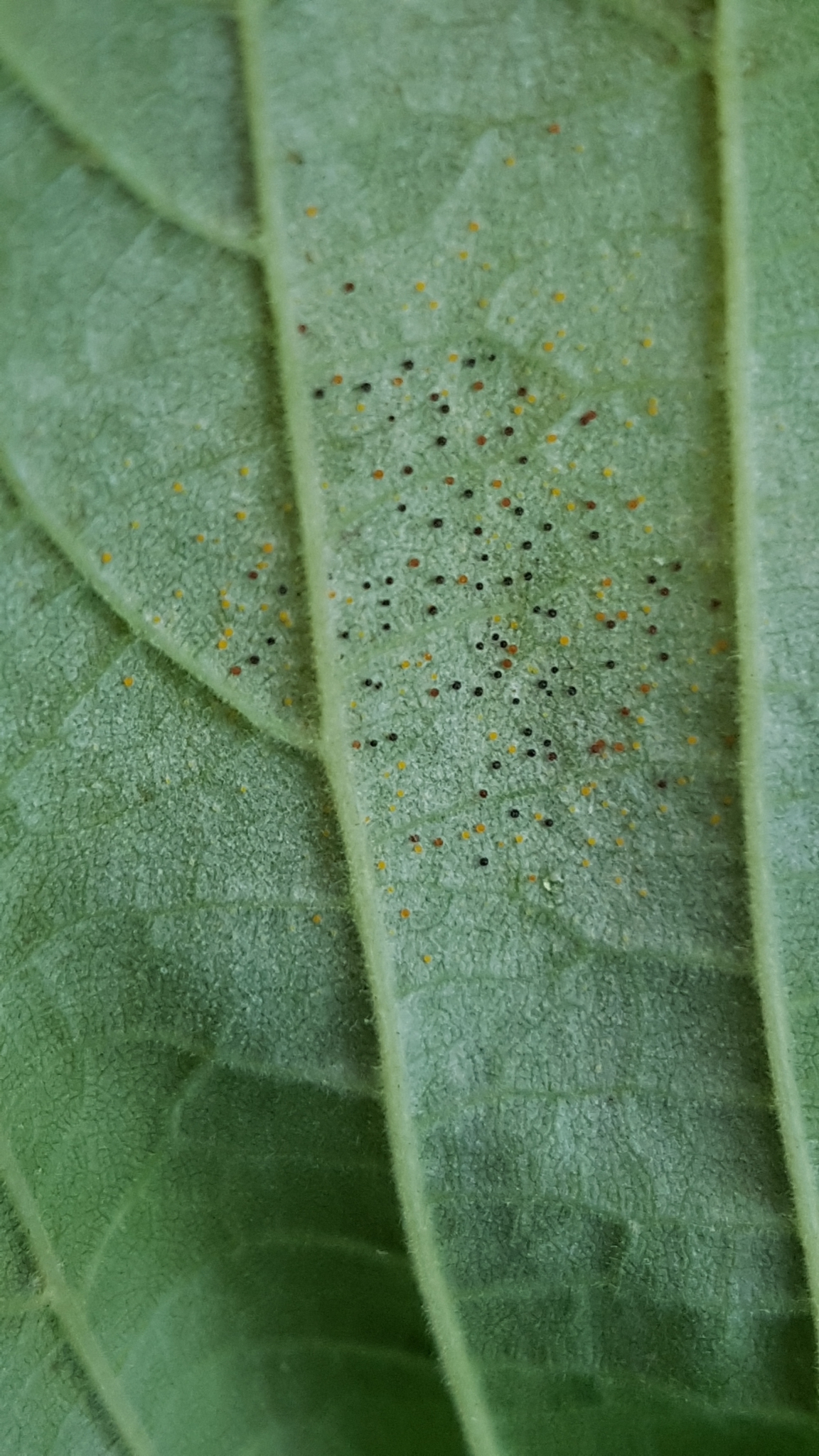 Phyllactinia guttata - : Phyllactinia