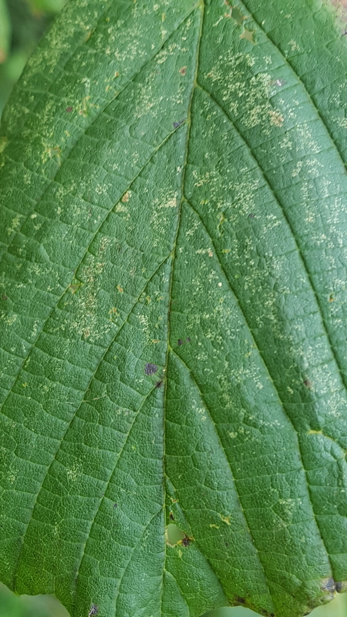 Phyllactinia guttata - : Phyllactinia