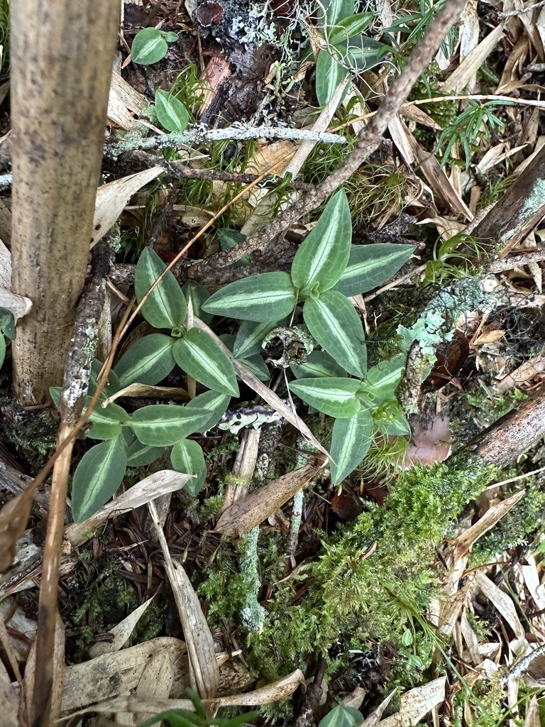 Goodyera nankoensis in August 2023 by JODY HSIEH · iNaturalist