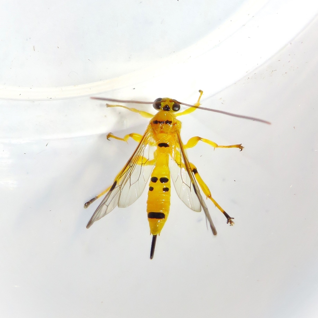 Xanthopimpla from Wallaga Lake NSW 2546, Australia on September 20 ...