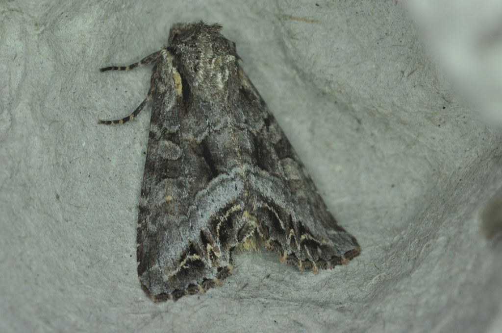 Grand Arches Moth from Montagne 1er rang Duhamel-Ouest, QC, Canada on ...
