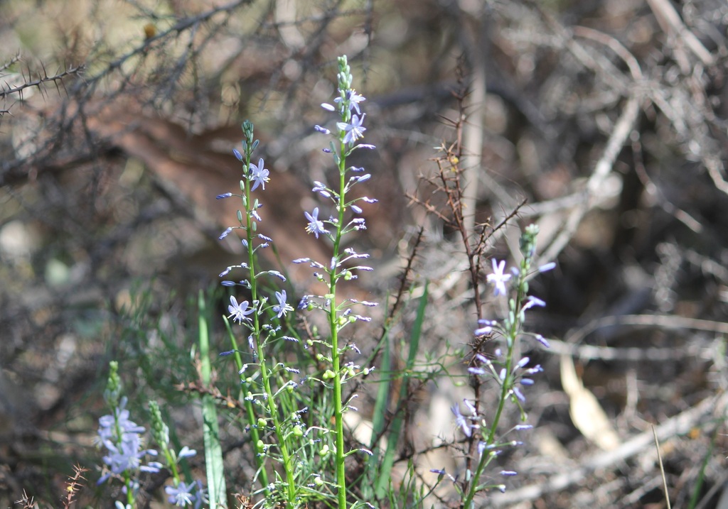 blue grass lily from Onkaparinga Hills SA 5163, Australia on September ...