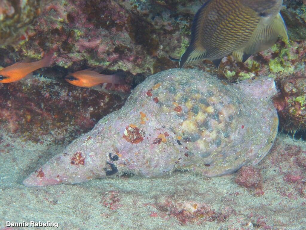 Atlantic Triton Snail from Las Palmas, ES-CN, ES on September 19, 2023 ...