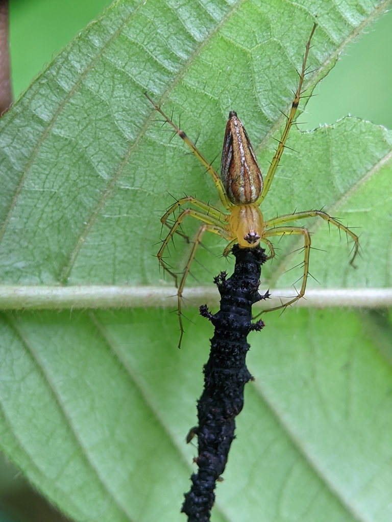 Lean Lynx Spider from RF52+2X4, Edakkad, Kerala 670663, India on ...