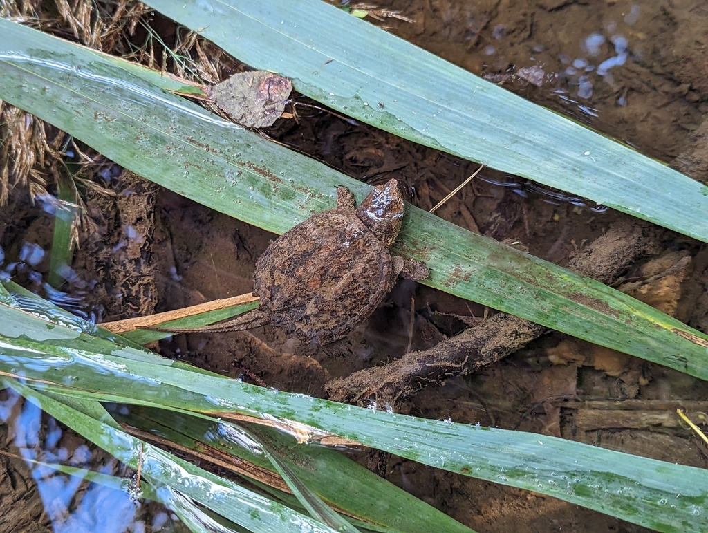 Common Snapping Turtle from Chatham, NJ 07928, USA on September 19 ...