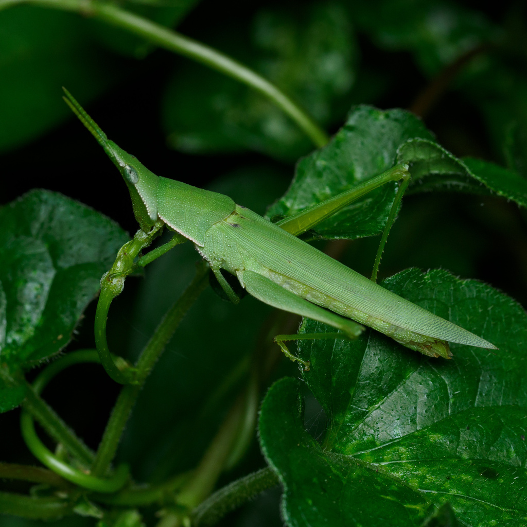 Atractomorpha lata in September 2023 by emura_atka · iNaturalist