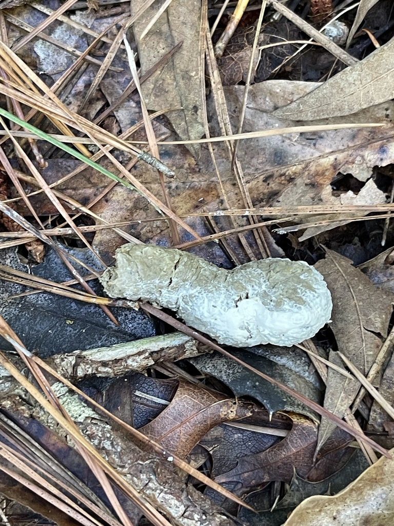 Red Fox from Bruington, VA, US on September 19, 2023 at 11:48 AM by ...