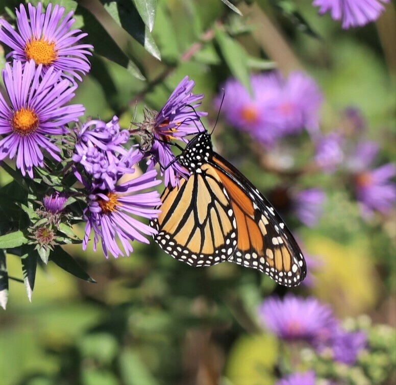 Monarch from Prince Edward, ON, Canada on September 19, 2023 at 03:38 ...