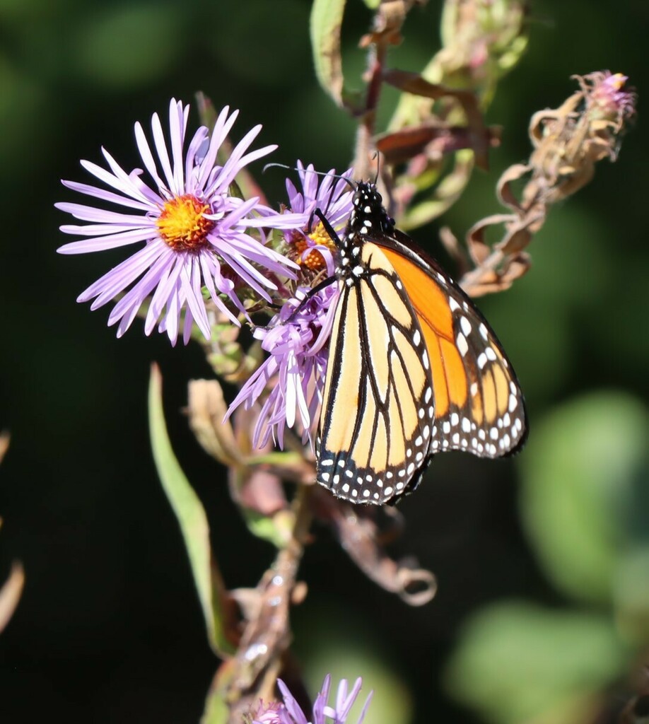 Monarch from Prince Edward, ON, Canada on September 19, 2023 at 03:45 ...