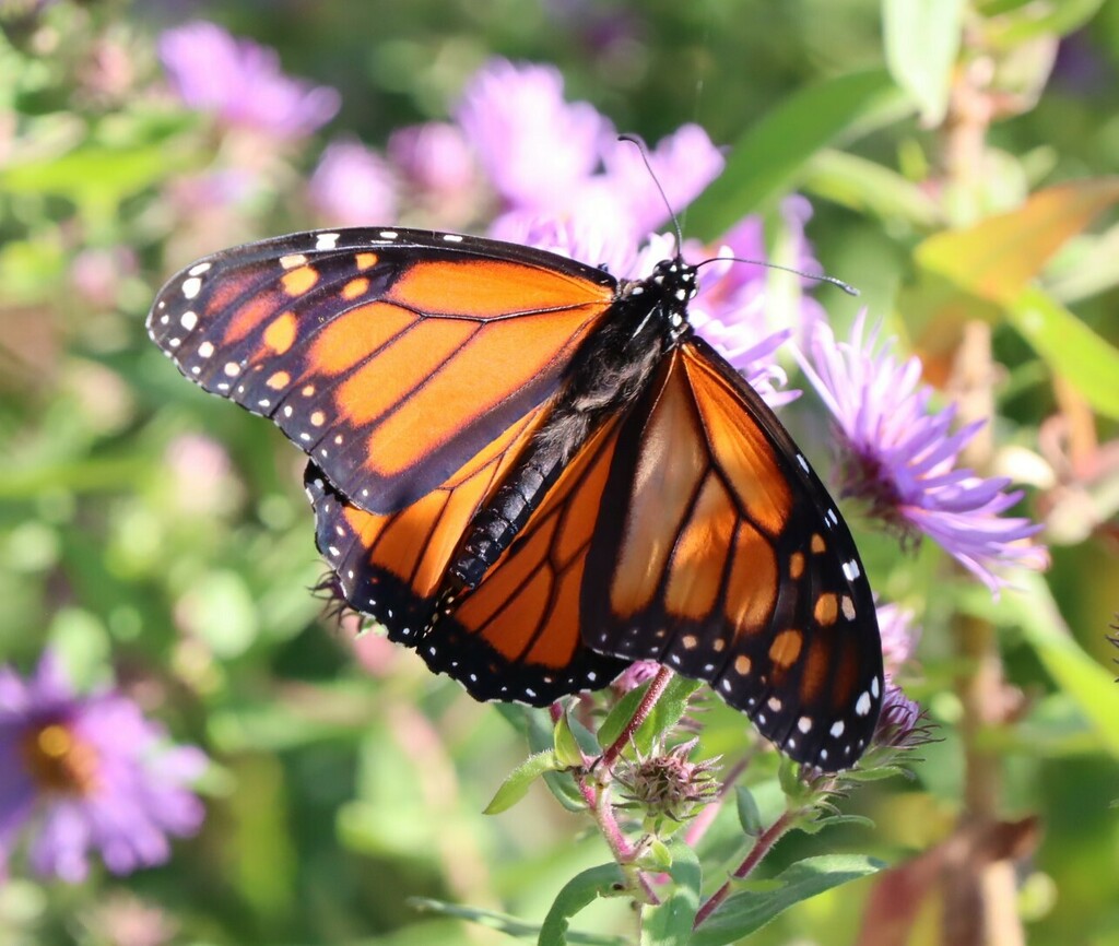 Monarch from Prince Edward, ON, Canada on September 19, 2023 at 04:10 ...