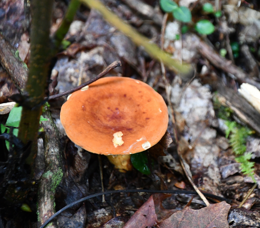 Weeping Milk Cap from Tucker County, WV, USA on September 17, 2023 at ...