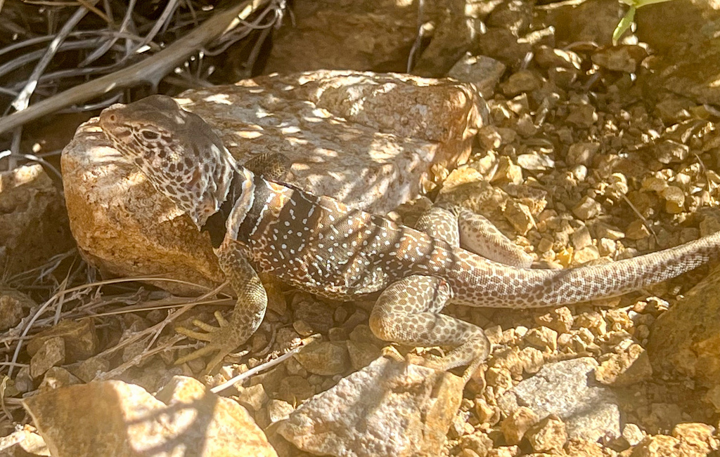 Desert Collared Lizard from Newberry Springs, CA, US on September 19 ...