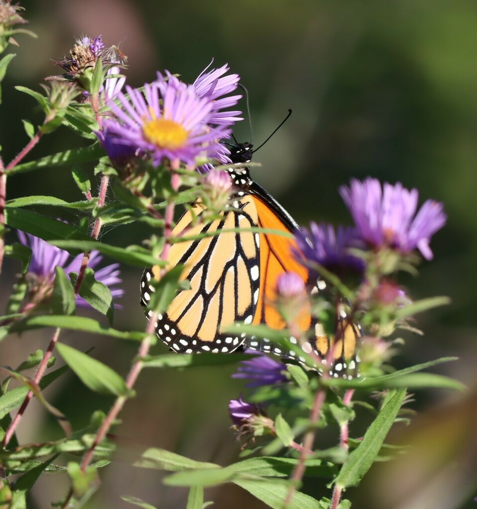 Monarch from Prince Edward, ON, Canada on September 19, 2023 at 04:32 ...