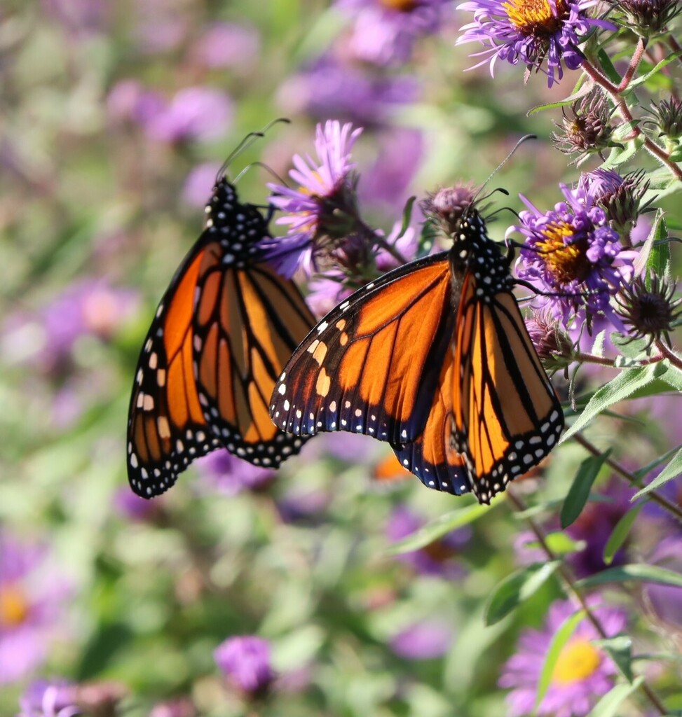 Monarch from Prince Edward, ON, Canada on September 19, 2023 at 05:11 ...