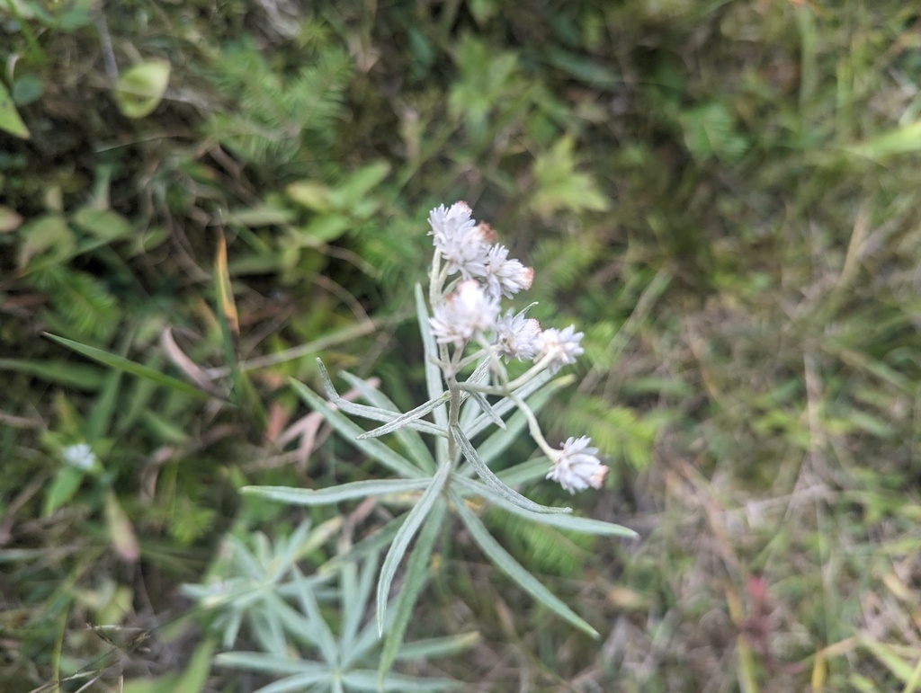 pearly everlasting in September 2023 by Ryan Sorrells · iNaturalist