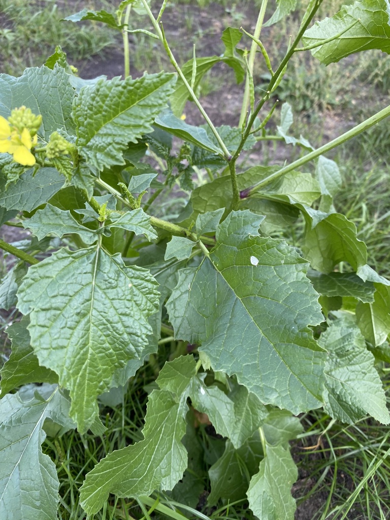 charlock (Mutarda arvensis) - Botanical Realm