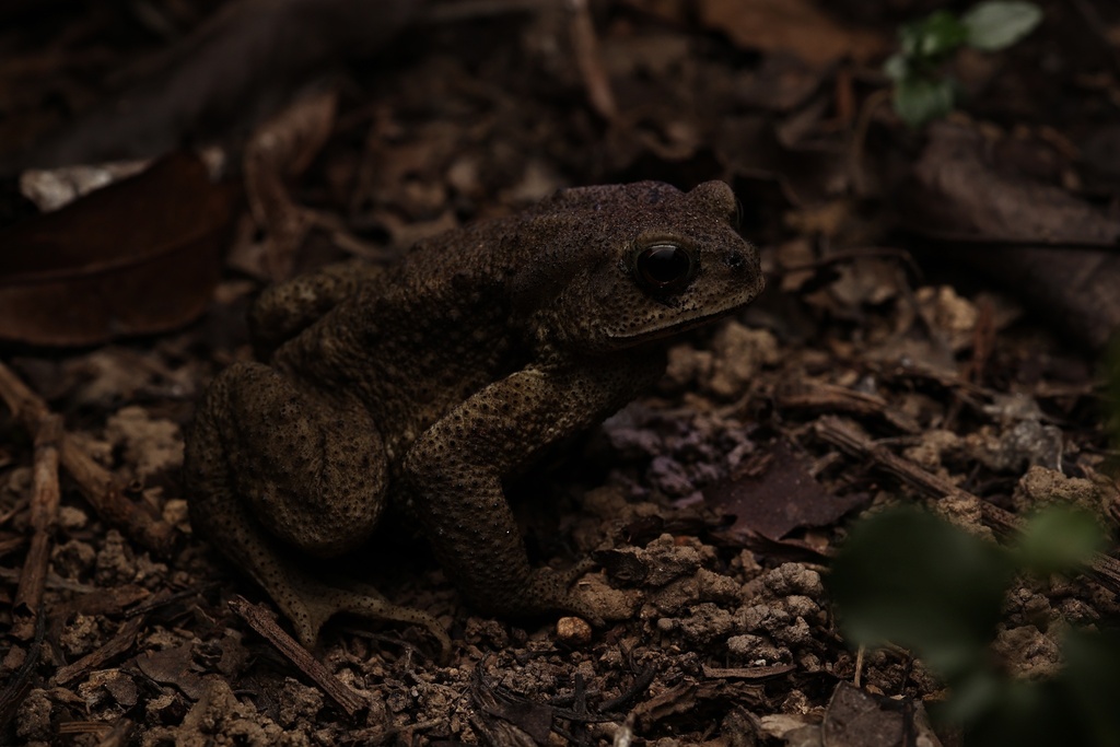 Asiatic Toad from 宁波诺丁汉大学, 宁波市, 浙江省, CN on September 20, 2023 at 08:57 ...