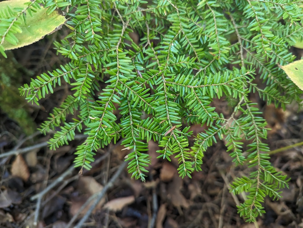 eastern hemlock in September 2023 by Ryan Sorrells · iNaturalist