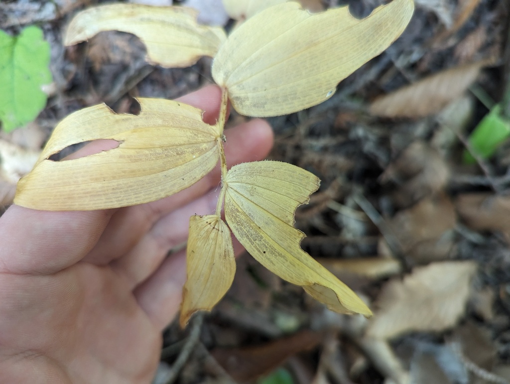 rose twisted-stalk in September 2023 by Ryan Sorrells · iNaturalist