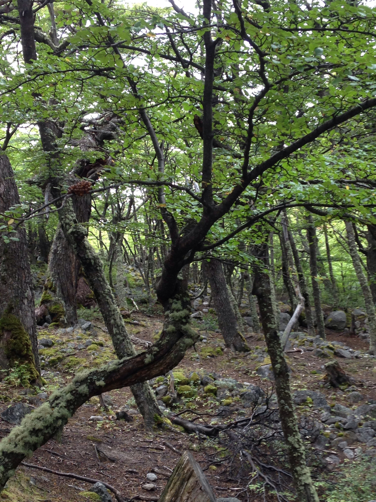 Lenga (Parque Nacional Patagonia - sector Valle de Chacabuco) · iNaturalist