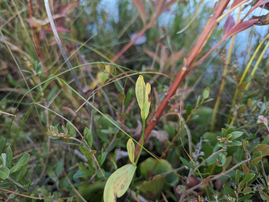 Rose Pogonia in September 2023 by Ryan Sorrells · iNaturalist