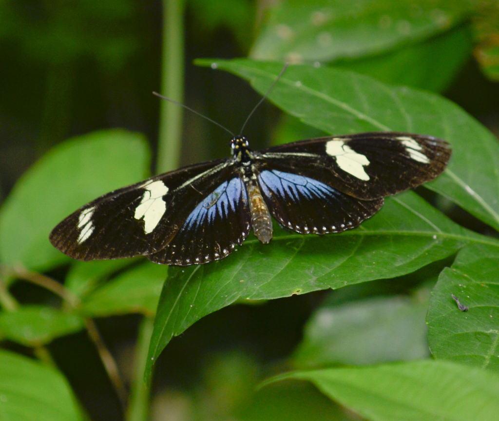 Doris Longwing from Valencia, Córdoba, Colombia on June 17, 2021 at 11:51 AM by Miguel Parejo ...