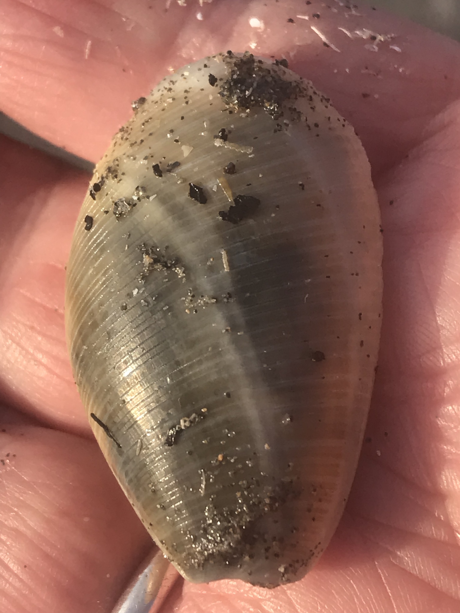 Scaphander lignarius (Linnaeus, 1758)