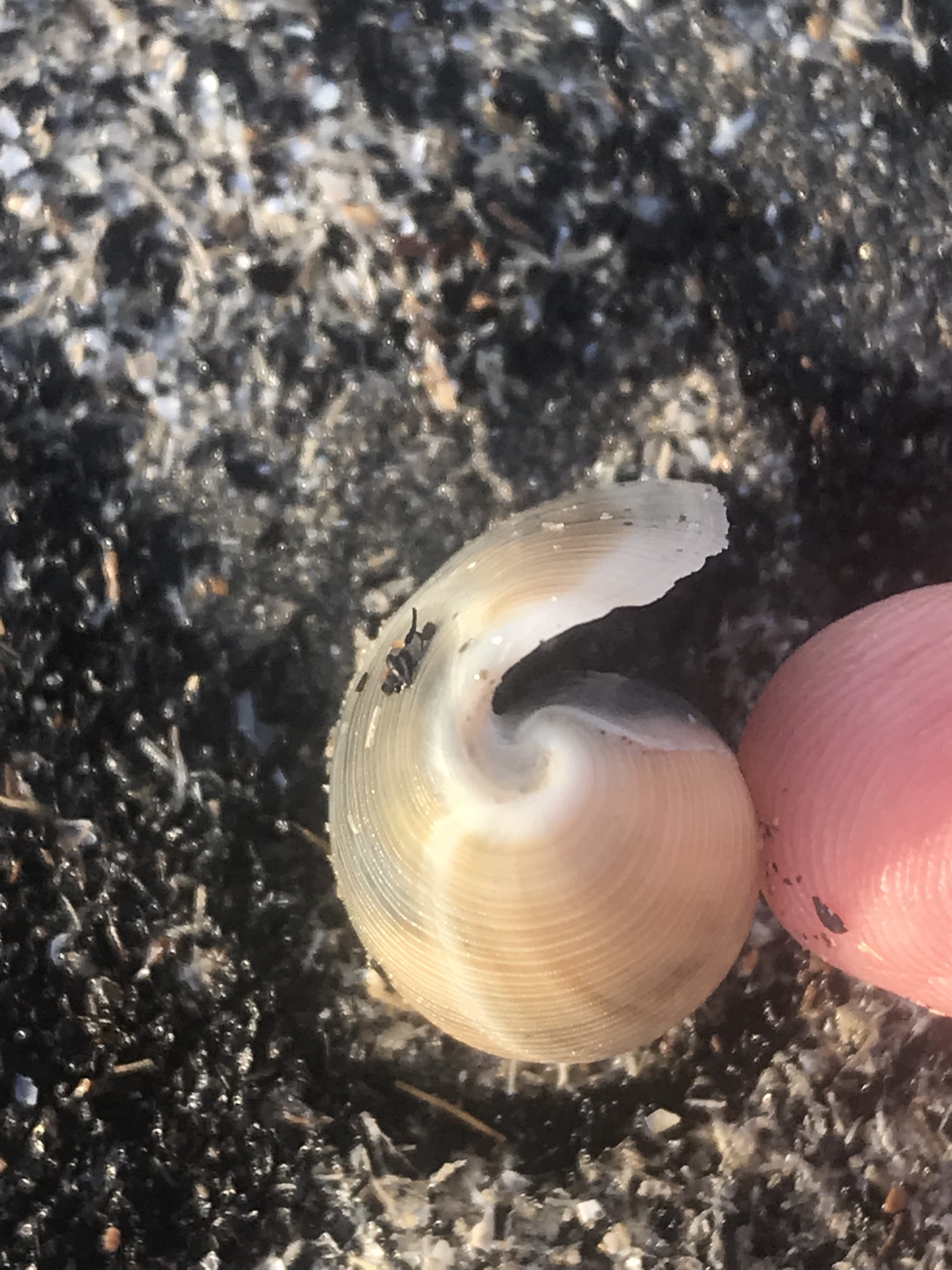 Scaphander lignarius (Linnaeus, 1758)