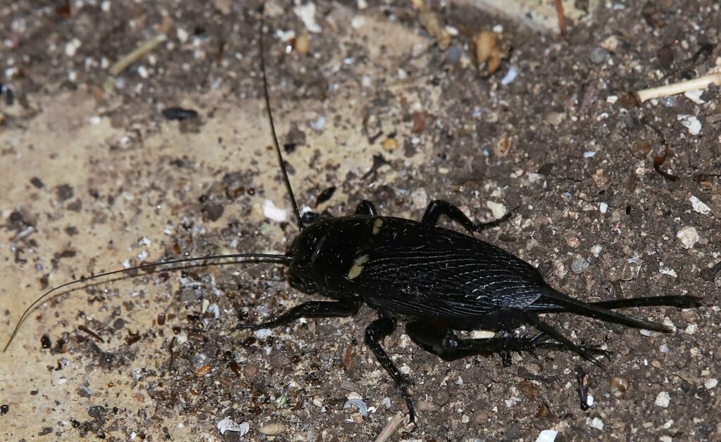 Southern Field Cricket from Free municipal consortium of Syracuse ...