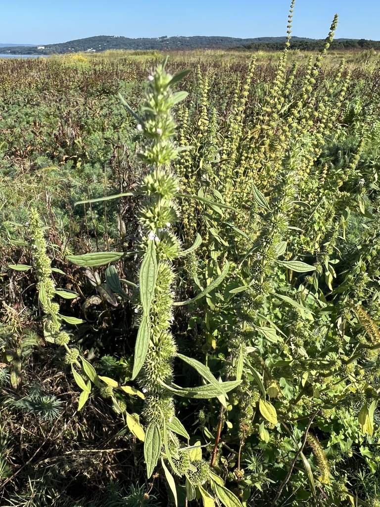 False Motherwort from Croton Point Park, Croton-on-Hudson, NY, US on ...