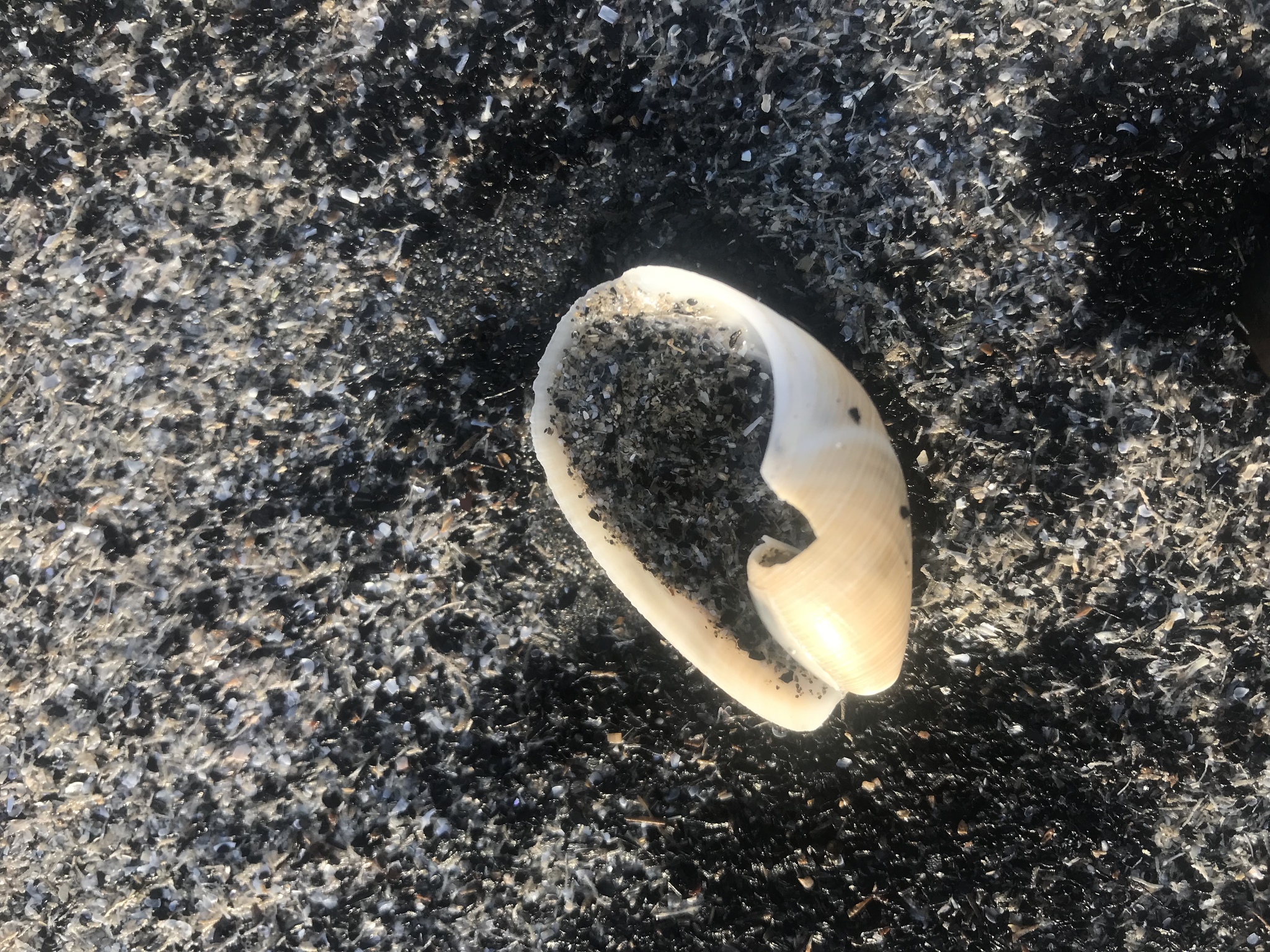 Scaphander lignarius (Linnaeus, 1758)