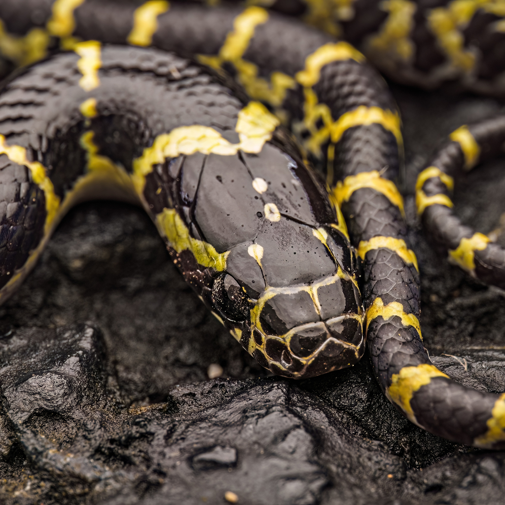 Big-tooth Snake from 中国浙江省杭州市临安区 on September 16, 2023 at 11:23 PM by ...
