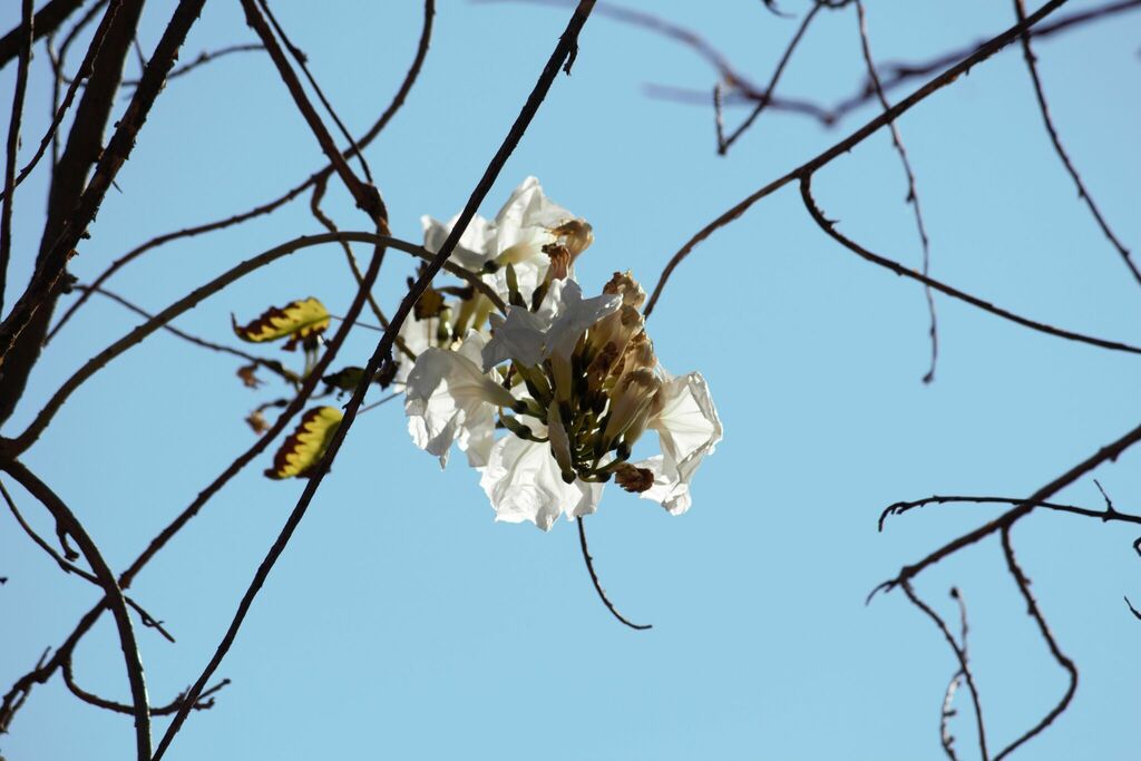 Ipomoea arborescens from Sun City, South Africa on September 17, 2023 ...