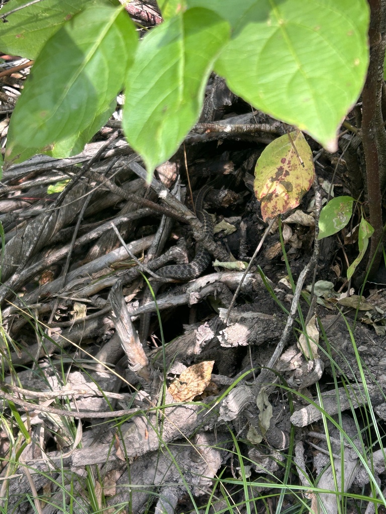 Western Terrestrial Garter Snake from Caribou-Targhee National Forest ...
