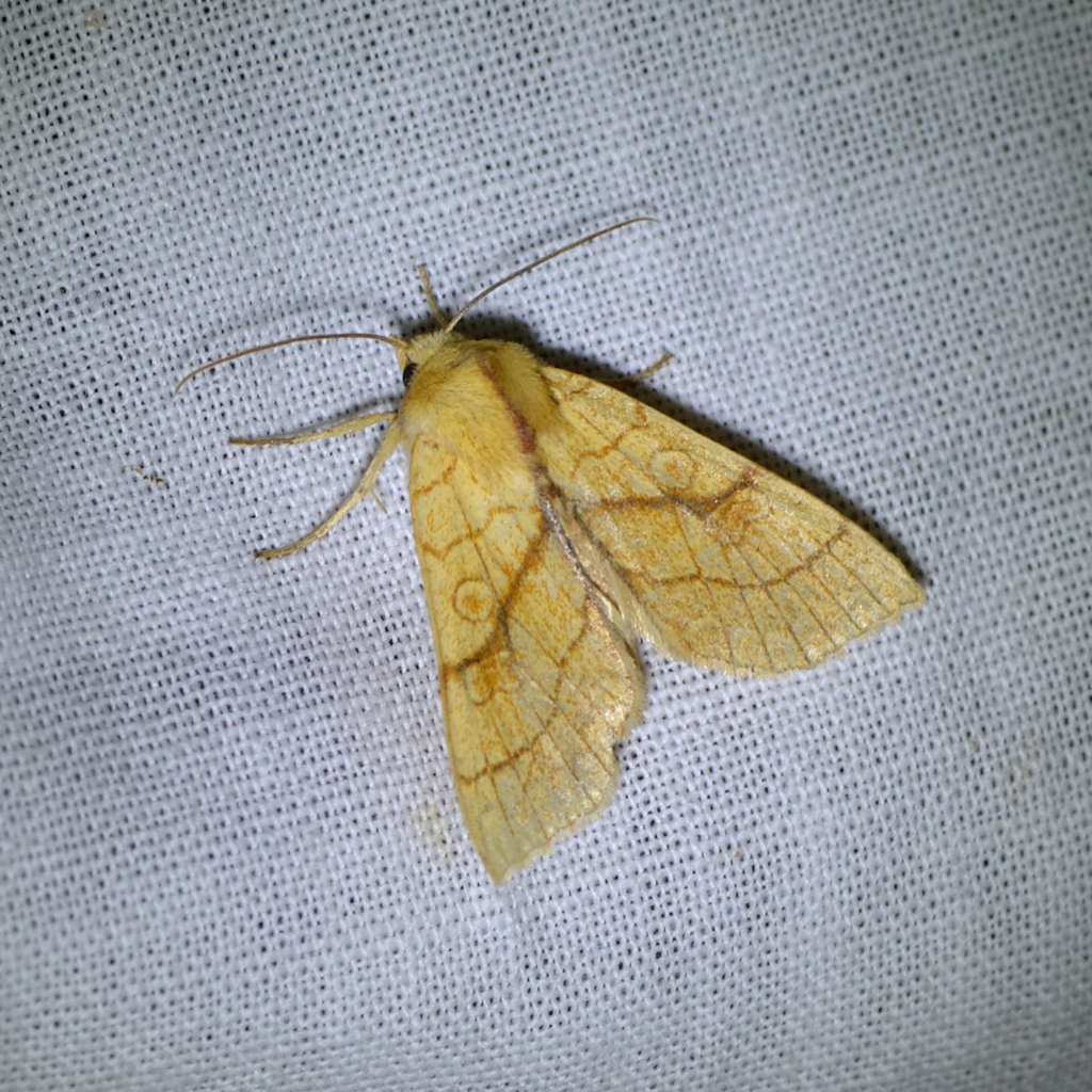 Orange Sallow from Видное, Московская обл., Россия on September 19 ...