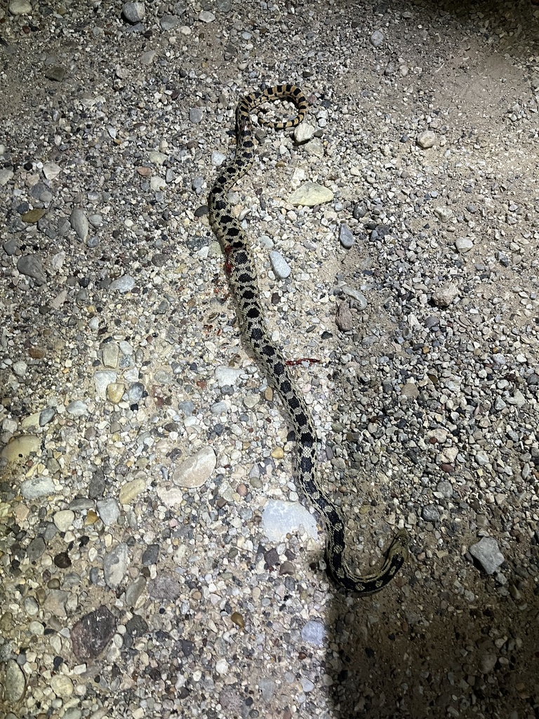 Gopher Snake from Highway 91, Littlefield, AZ, US on September 15, 2023 ...