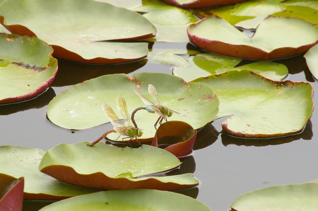 Anax julius from Higashisumiyoshi Ward, Osaka, Япония on September 20 ...