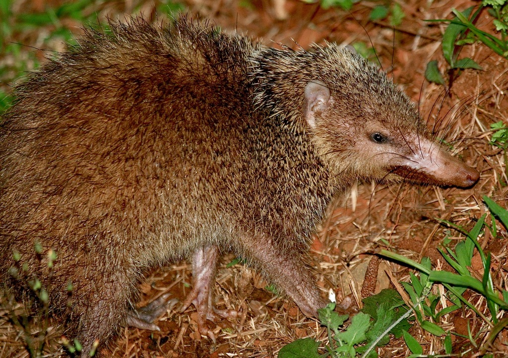 Tailless Tenrec (Tenrec ecaudatus) - Know Your Mammals
