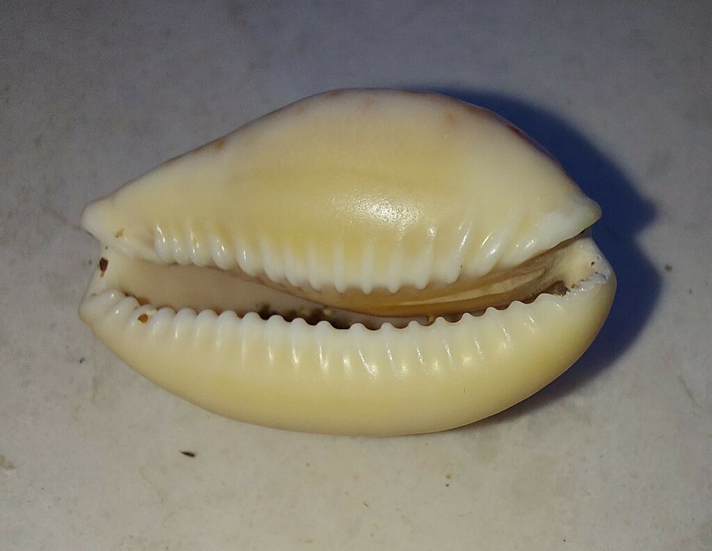 Spotted Cowrie from Сиде, Side, Манавгат/Анталия, Турция on September ...