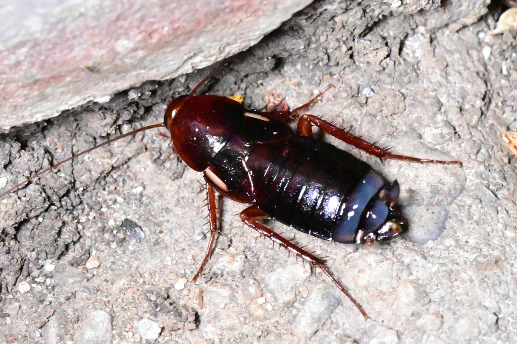 Turkestan Cockroach from Carmichael, CA 95608, USA on September 19 ...