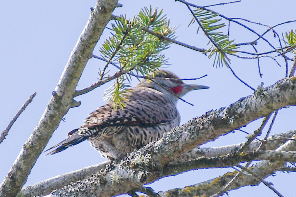 Northern Red-shafted Flicker from Powell River, British Columbia ...