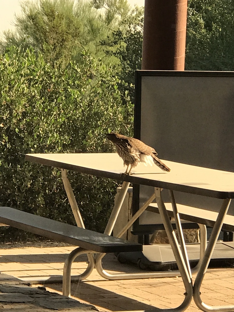 Cooper's Hawk from Santa Rosa and San Jacinto Mountains National ...
