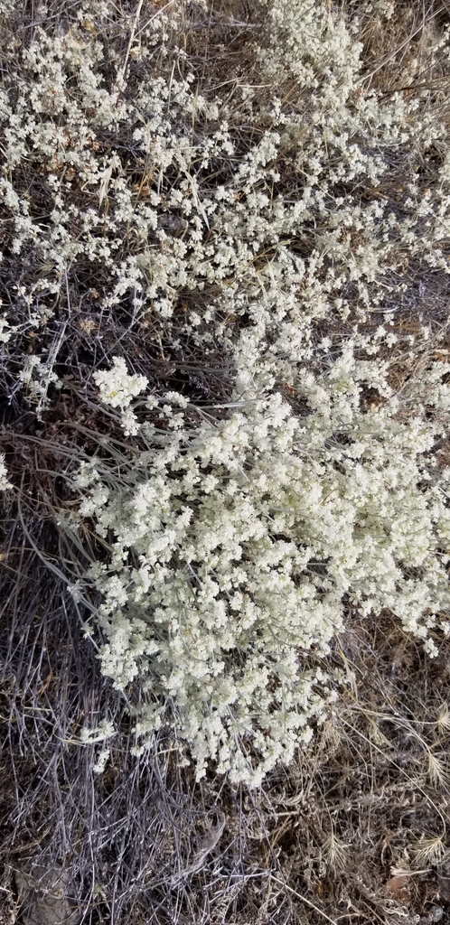 Snow Buckwheat from Maupin, OR, USA on September 17, 2023 at 02:34 PM ...